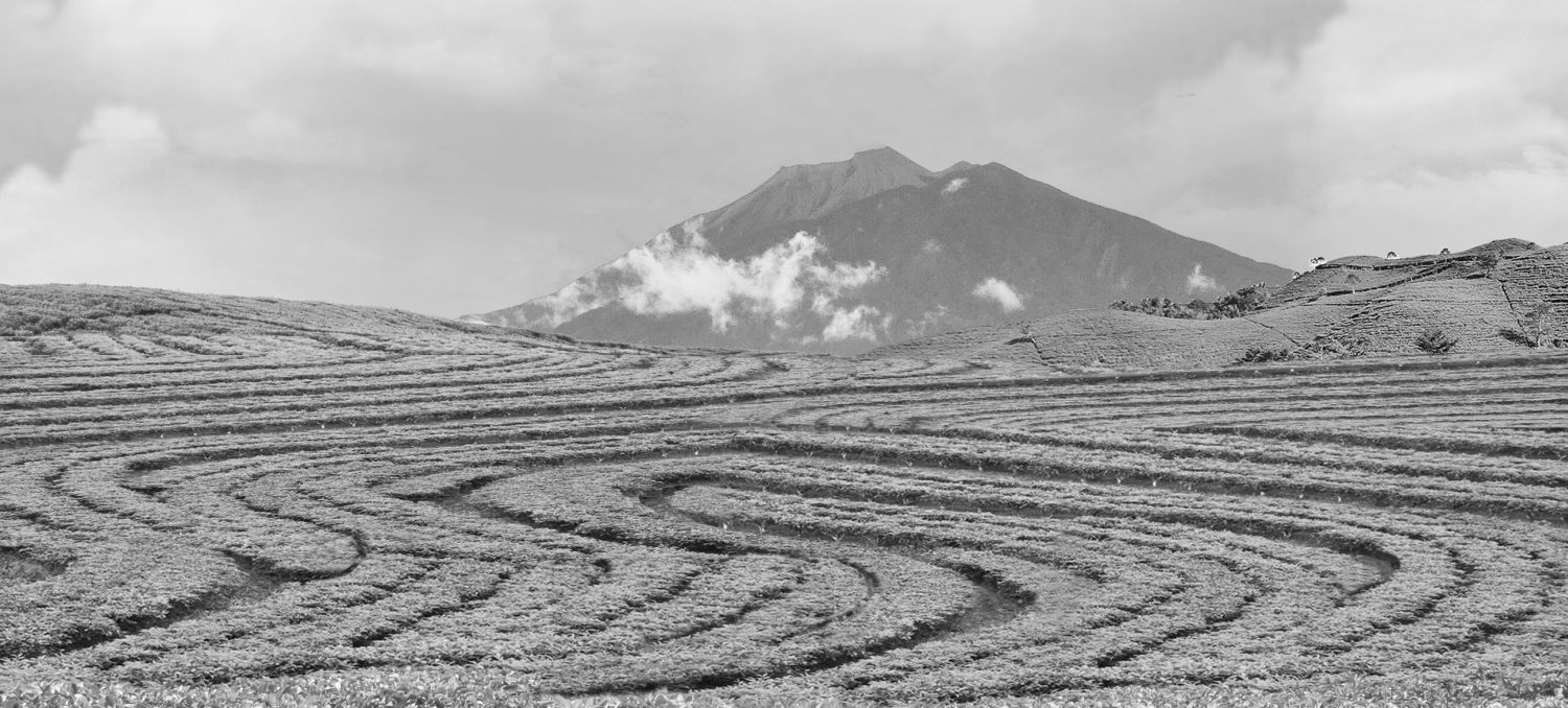 Savis Tea - Indonesian Finest Tea